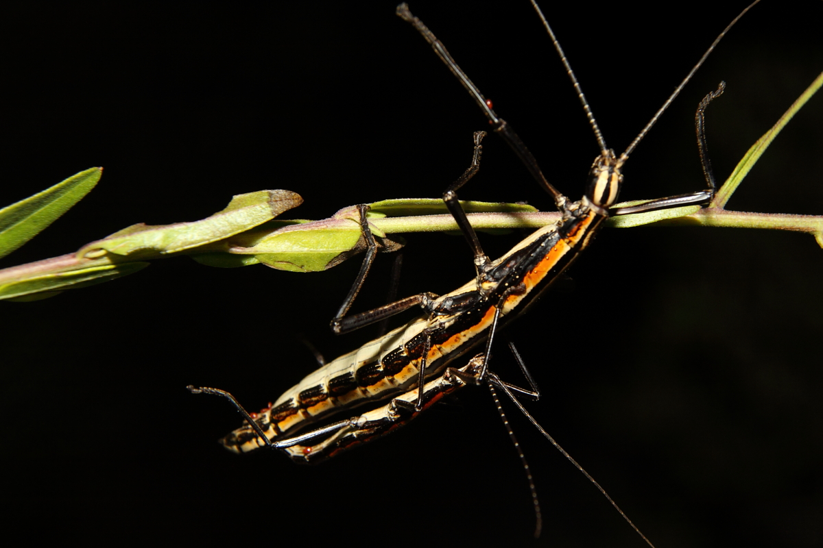 Devil Rider – The Scrub Blog