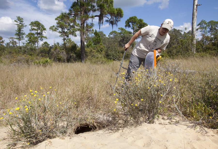 Tortoise Tracking – The Scrub Blog