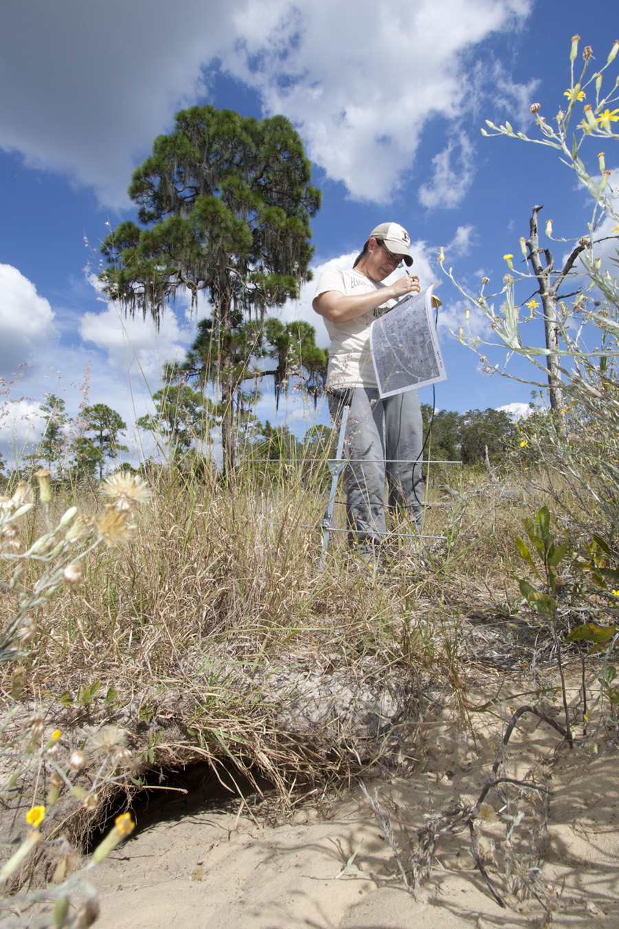 Tortoise Tracking – The Scrub Blog