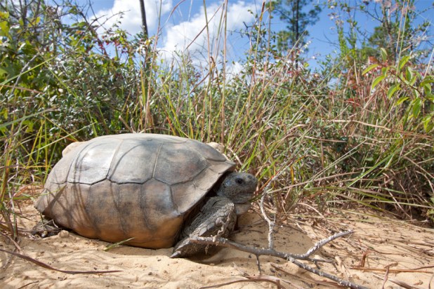 Tortoise Tracking – The Scrub Blog