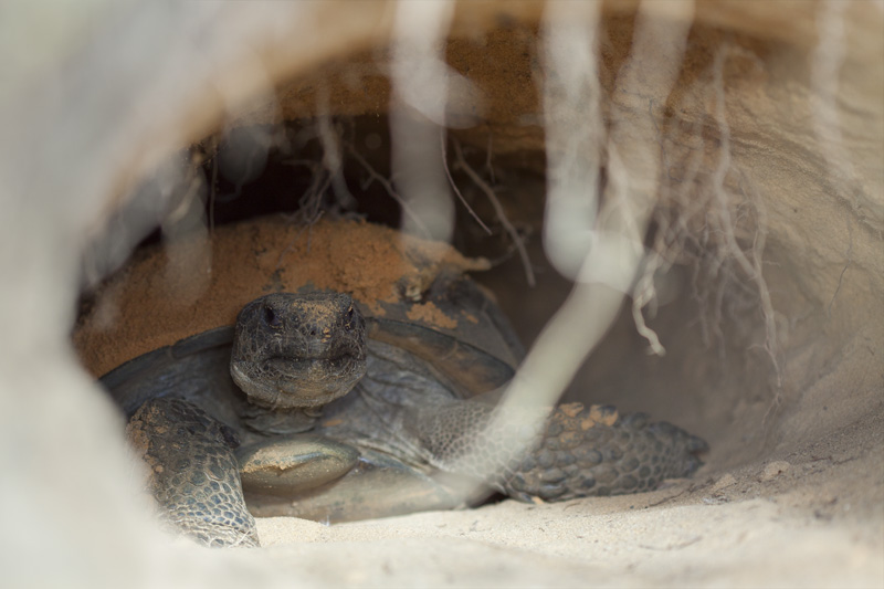 Tortoise Tracking – The Scrub Blog