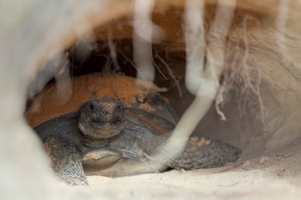 Tortoise Tracking – The Scrub Blog