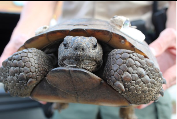 The Abduction of Tortoise #1721 (Part I) – The Scrub Blog