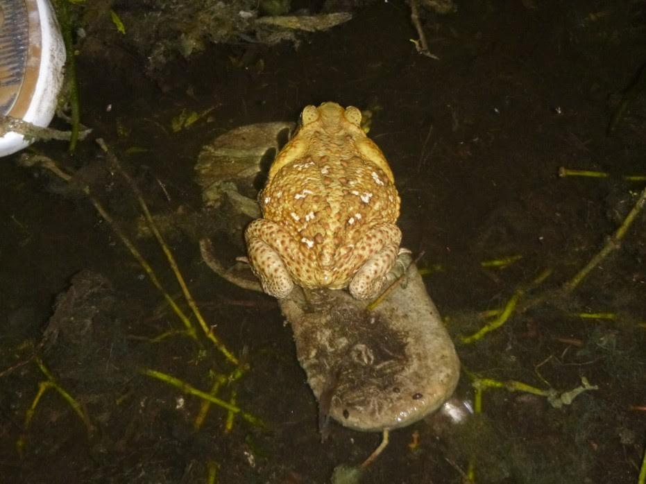 Town and Country Cane Toads – The Scrub Blog