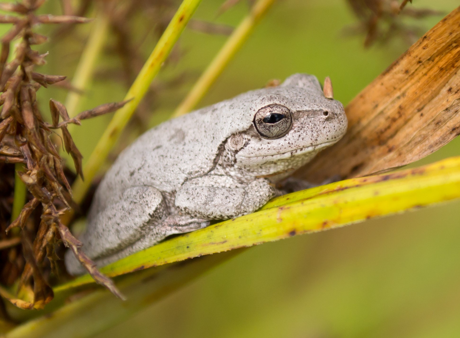 A Frenzy of Frogs and Fish: Many Make the Move to Small, Temporary ...