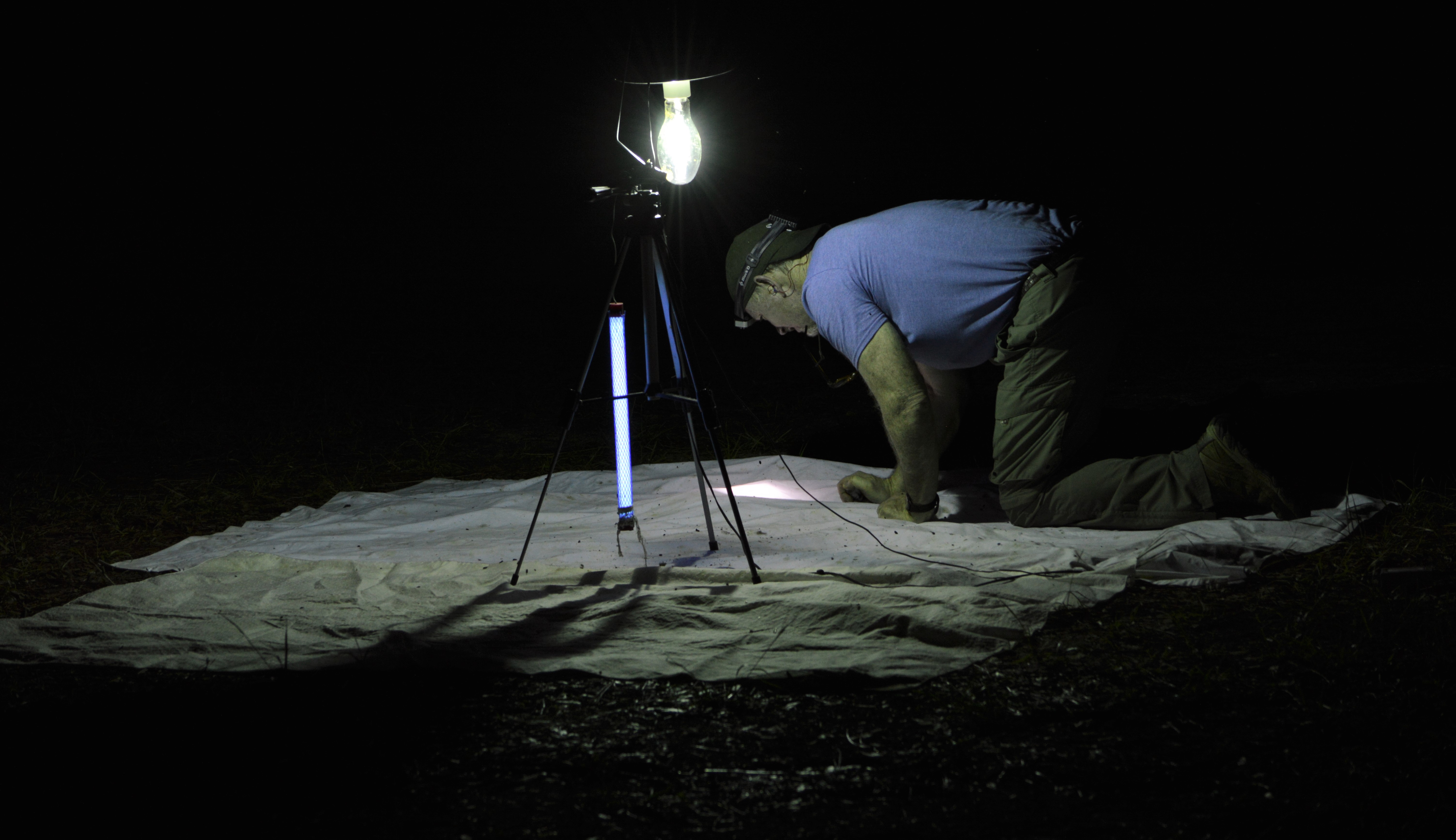 Archbold Beetle Survey – The Scrub Blog