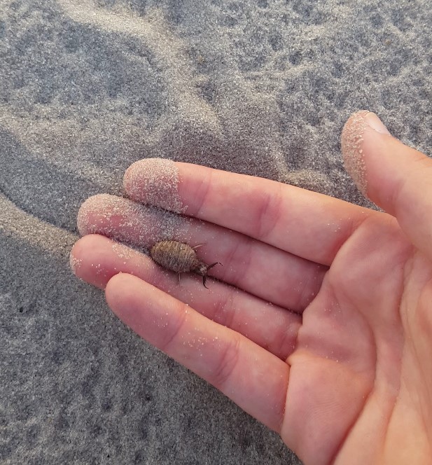 Antlion: Fuzzy Predator – The Scrub Blog