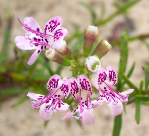 Rare Plant Thrives with Encourage-mint from Fire – The Scrub Blog