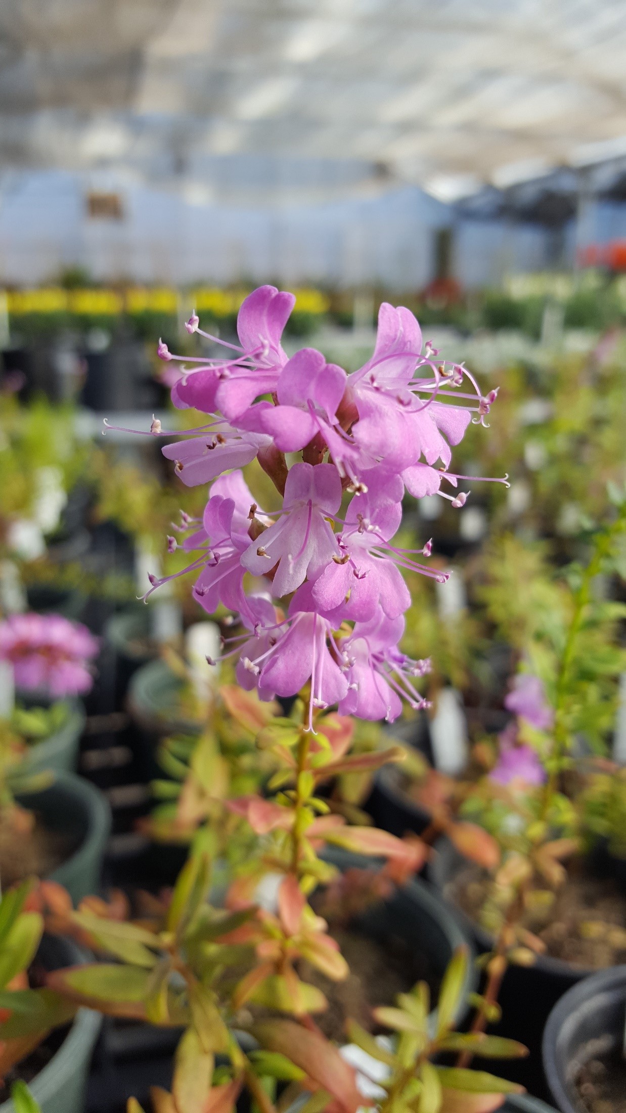 Restoring Florida Scrub Across Ridges – The Scrub Blog