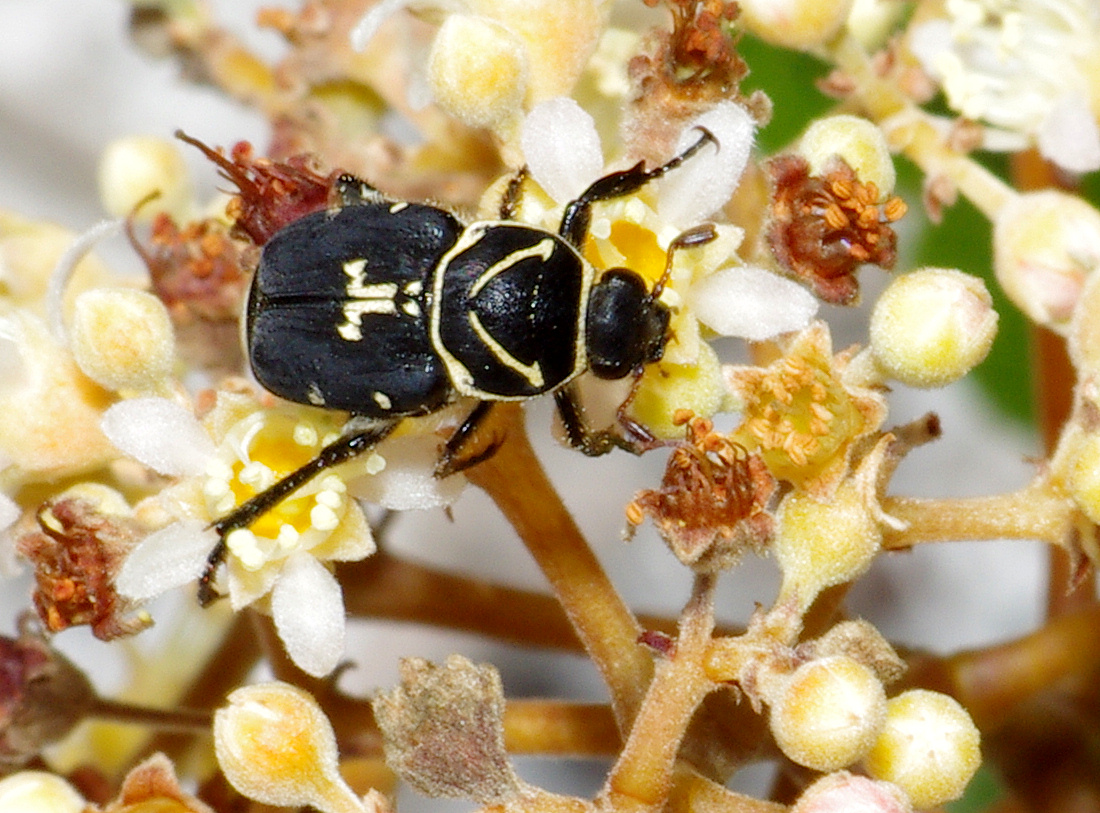The Red Widow Spider: A Secretive, Harmless Resident in Florida Scrub ...