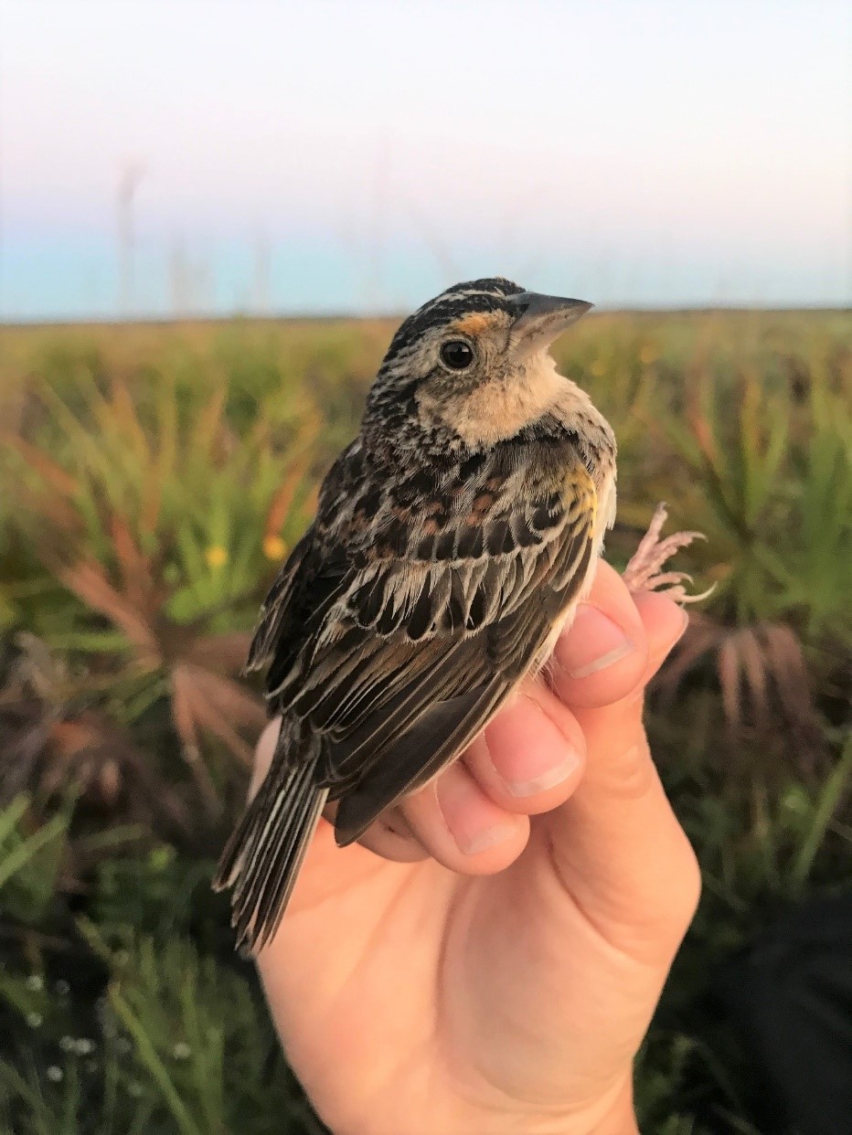 Hope on the Horizon for Florida Grasshopper Sparrows – The Scrub Blog