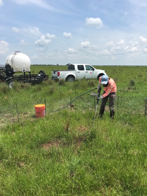 Hope on the Horizon for Florida Grasshopper Sparrows – The Scrub Blog
