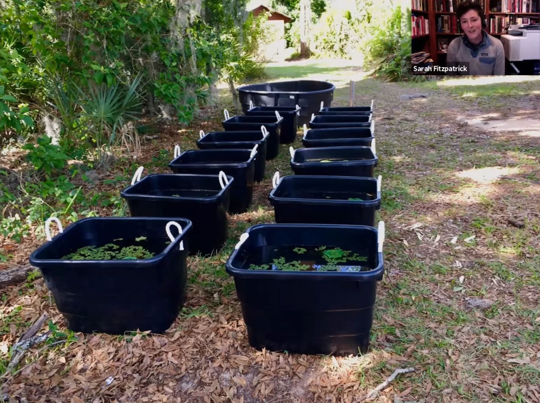 Genetic rescue to the rescue – The Scrub Blog