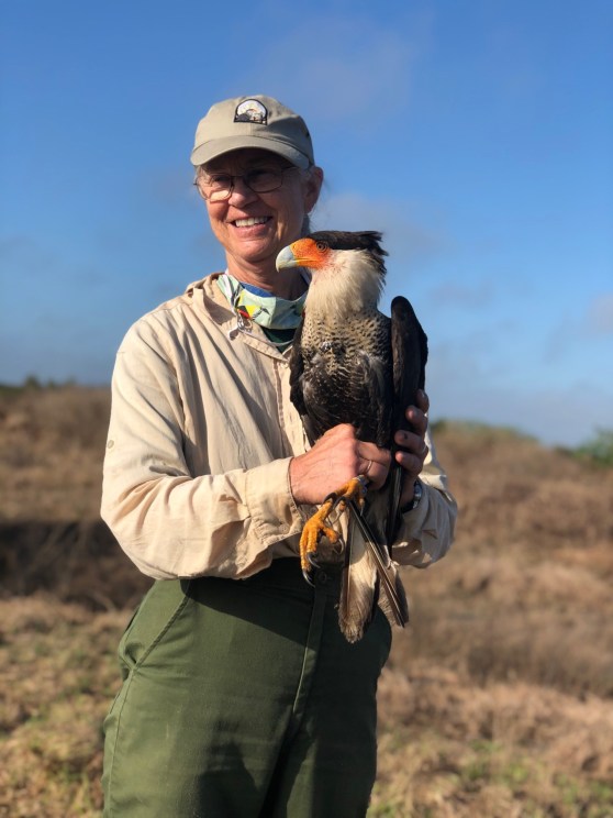 Caracaras thrive on Buck Island Ranch – The Scrub Blog