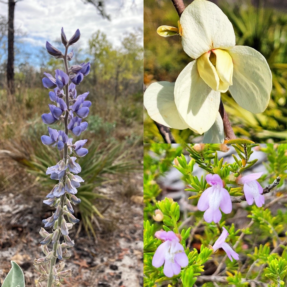 Celebrate Earth Day with native plants – The Scrub Blog