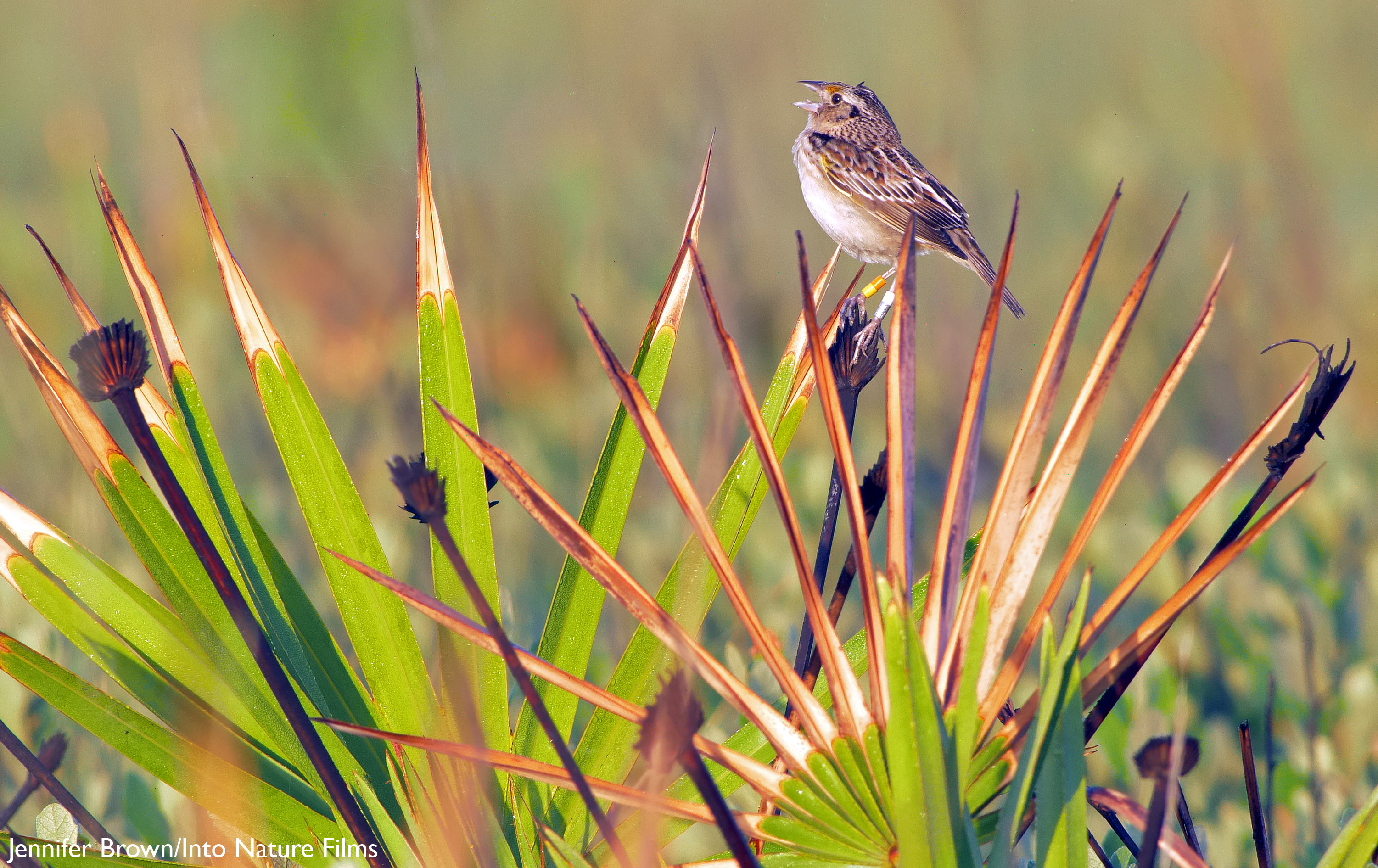 Archbold scientists awarded USFWS Regional Director Honor Award – The ...