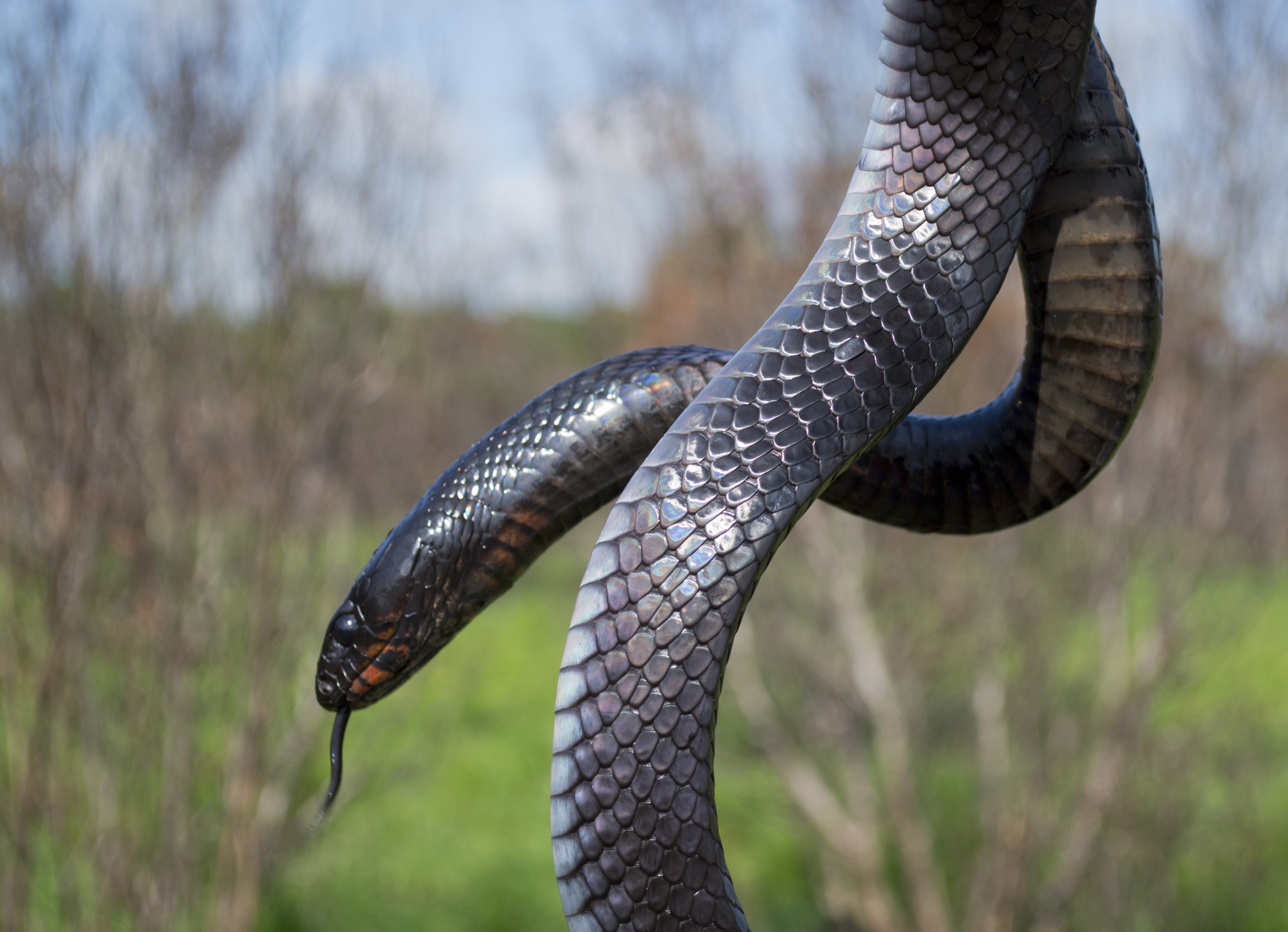 Indigo Your Own Way – The Scrub Blog