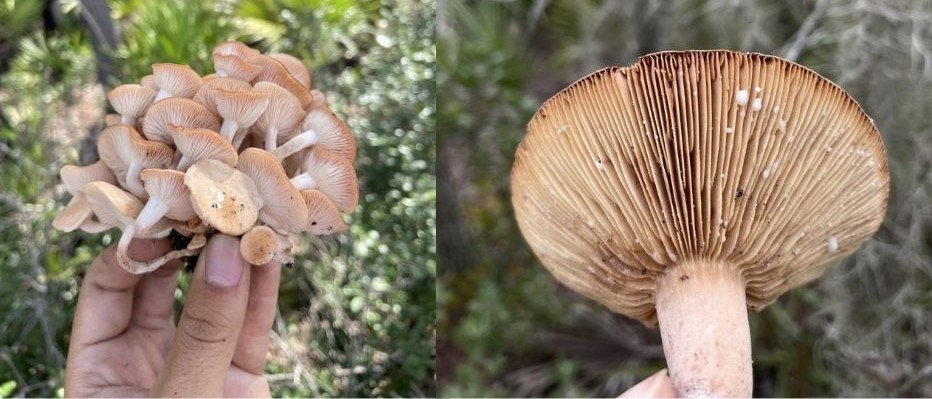 Archbold’s FUNgarium – The Scrub Blog