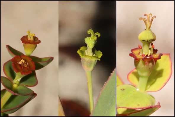 Plant Mating Systems in the Scrub – The Scrub Blog