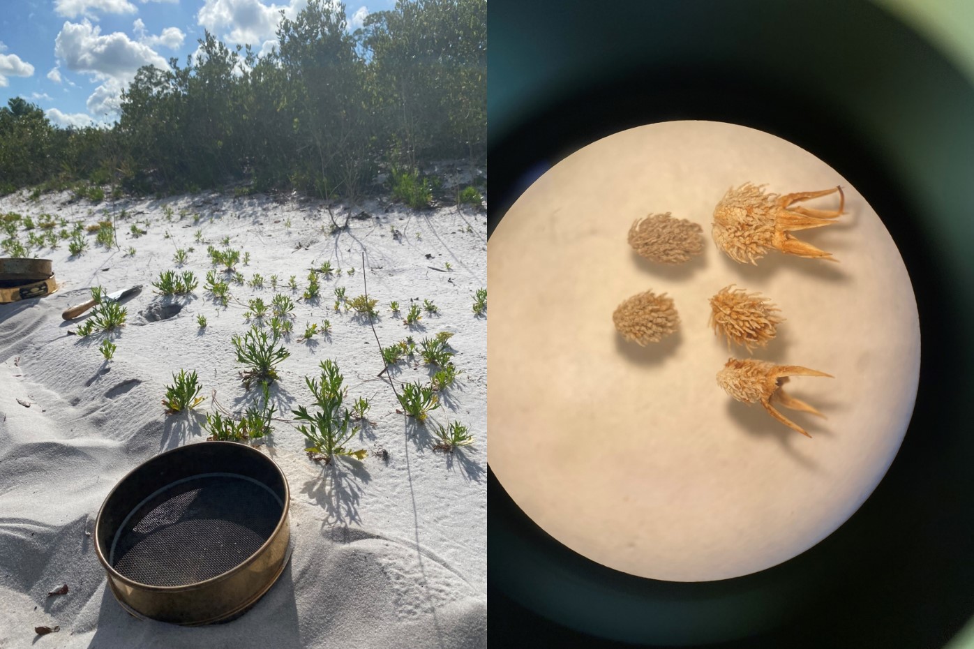 Wedge-leaf Button Snakeroot: A Highlands County Treasure – The Scrub Blog